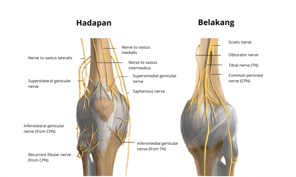 Genicular Nerve Block: Hilangkan Sakit Lutut Sepantas 15 Minit – Klinik ...